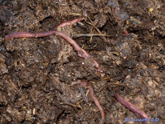 FORMAS DE HUMUS | HUMUS