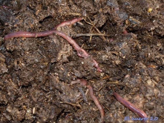 FORMAS DE HUMUS | HUMUS