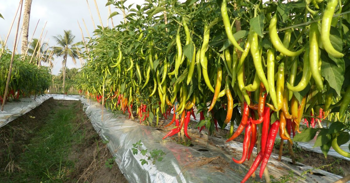 Cara Budidaya Cabai Organik Cabai polybag cabe sayuran budidaya rawit ...