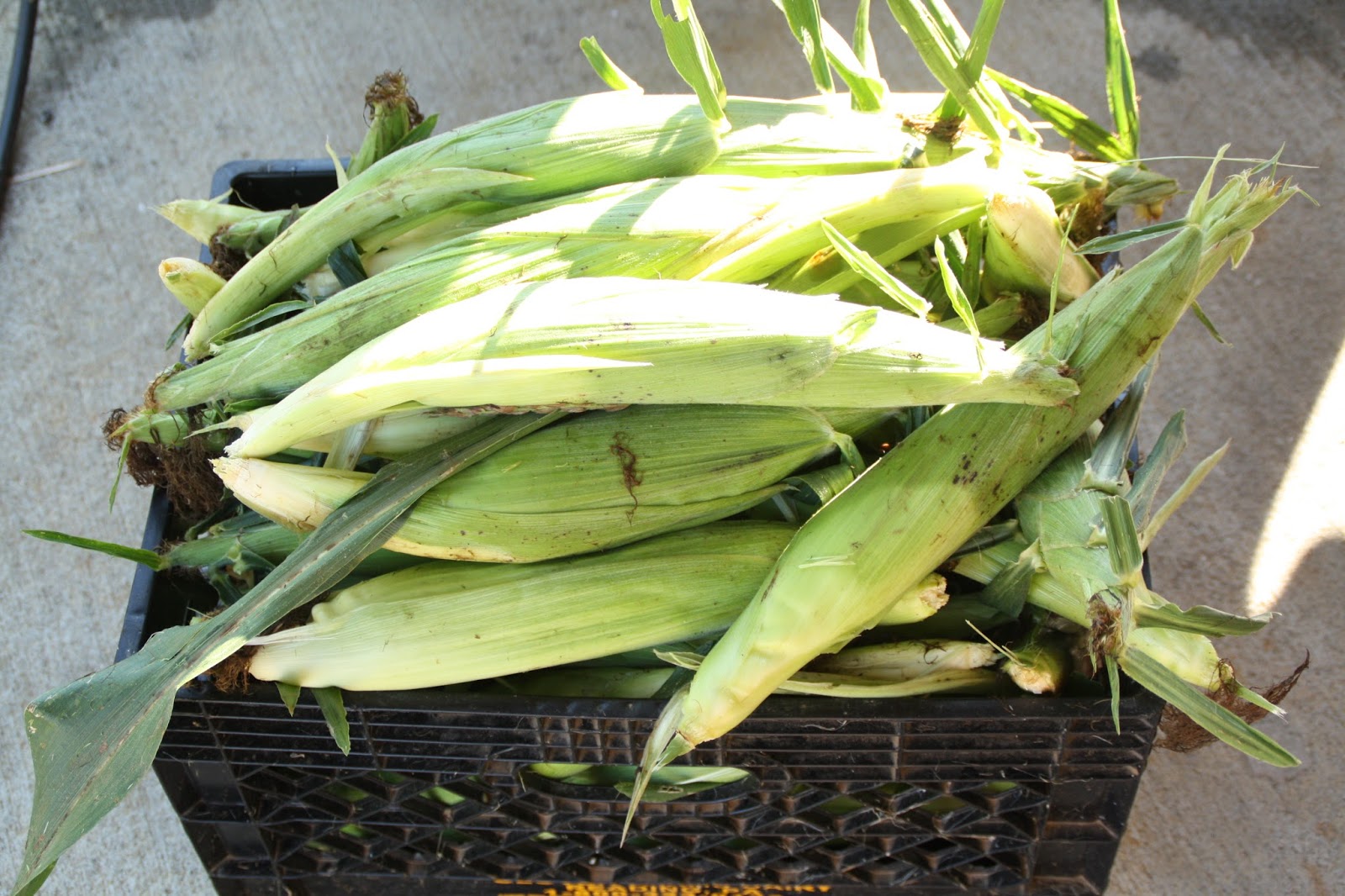 Real Life: Corn day ...