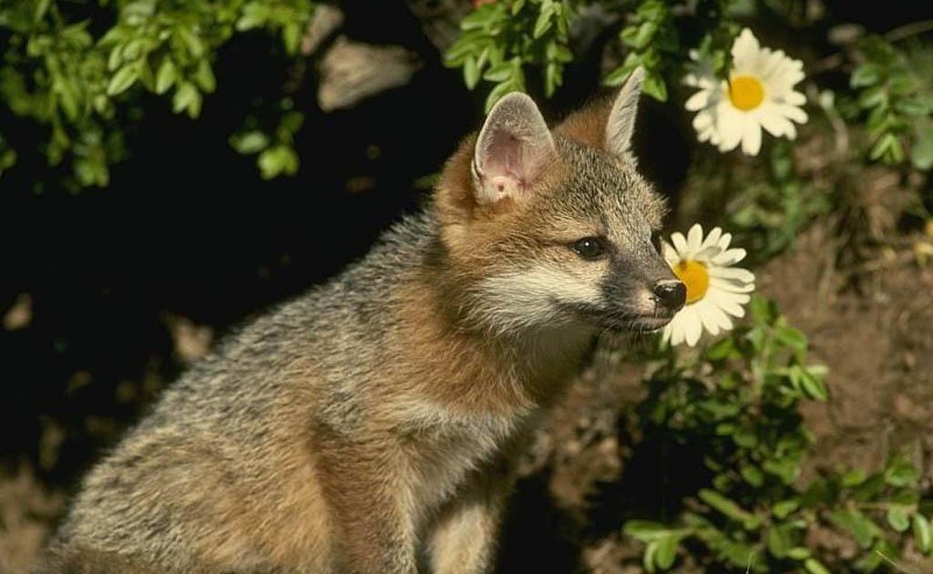 Wallpaper Sea: fox pictures