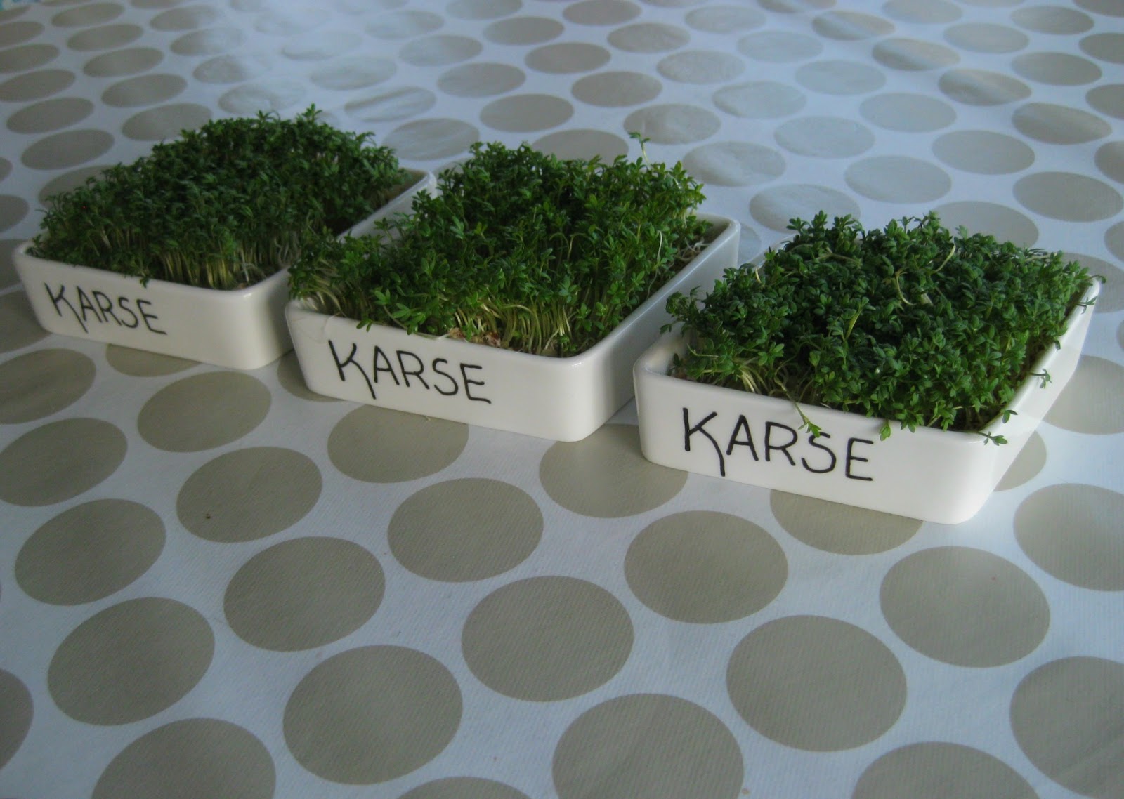 DIY se her hvordan: Duften af karse