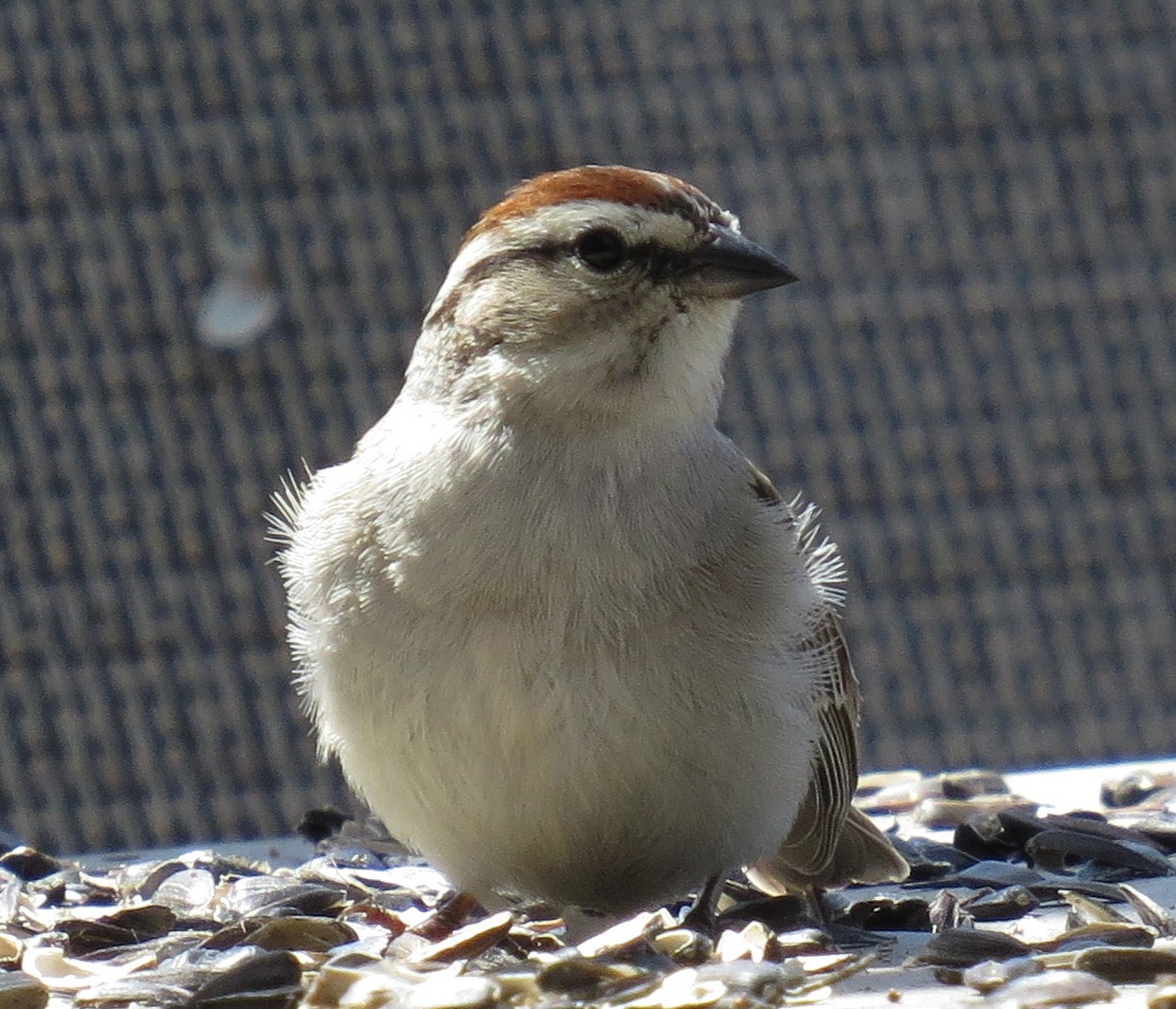 LGB's Nature Photos: Chipping Sparrows