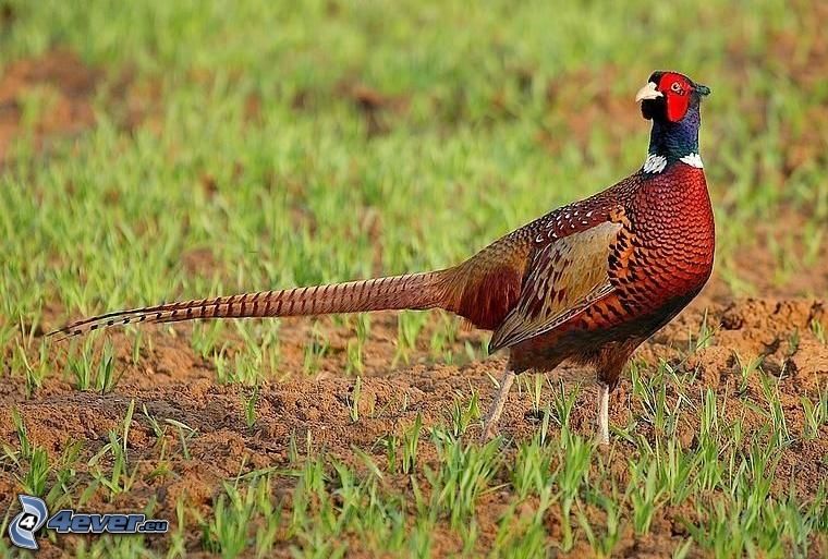 Avicultura familiar: Especies alternativas avicolas subutiliadas ...