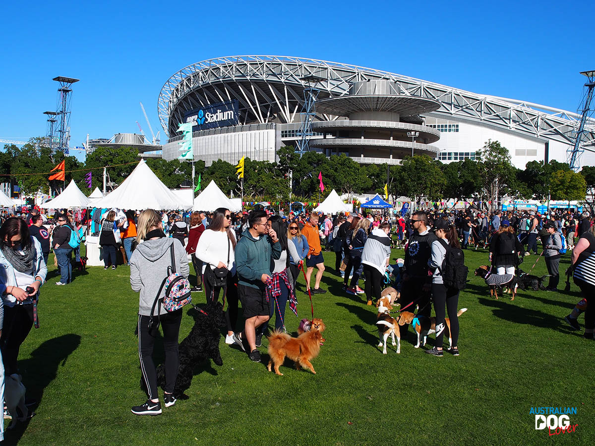 Million Paws Walk RSPCA Australia - May 20 | Australian Dog Lover