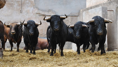 Gelán Noticias: TOROS.- La empresa de Toros Sureste promociona la Feria ...