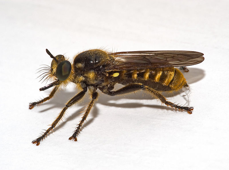 Real Monstrosities: Robber Fly