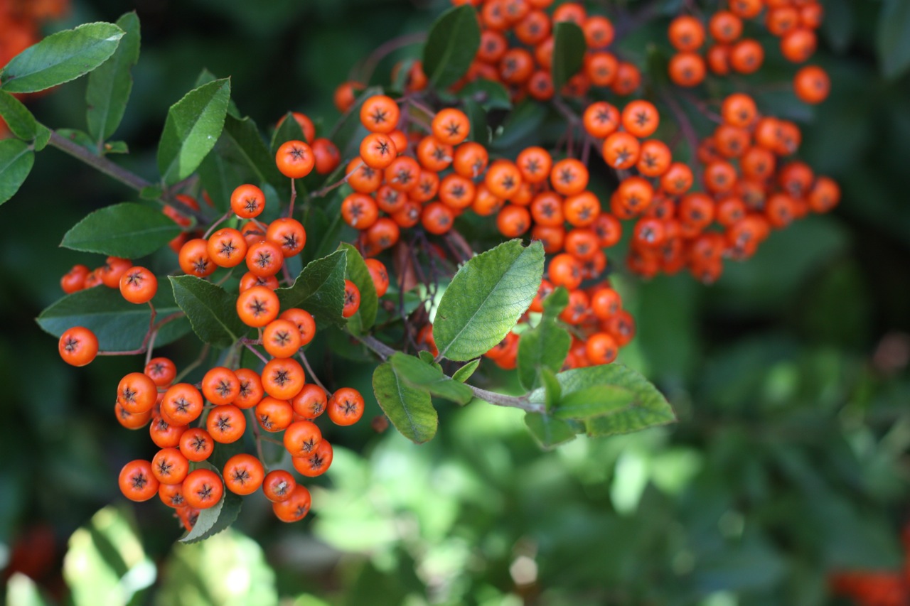 Honey Mommy: October 2011