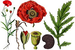 mac planta medicinala-poppy herb | Farmacia Naturală