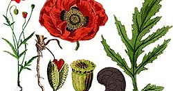 mac planta medicinala-poppy herb | Farmacia Naturală