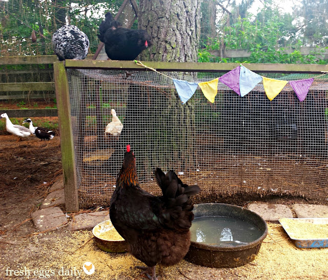 Natural Fly Bunting for the Chicken Coop, Barn or Picnic Area - Fresh ...