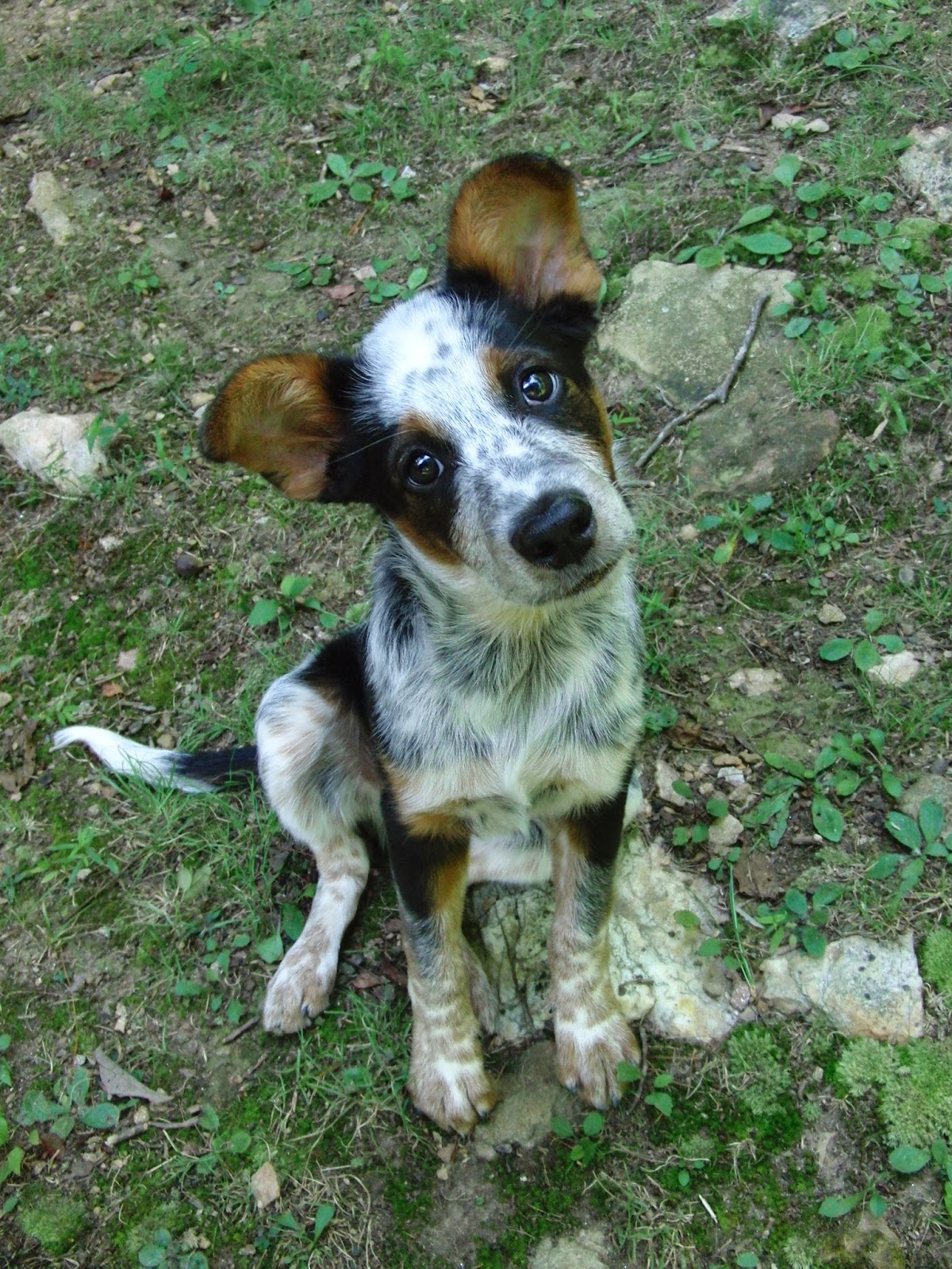 The Days of Johann, an agility dog!: Week three with Rach!