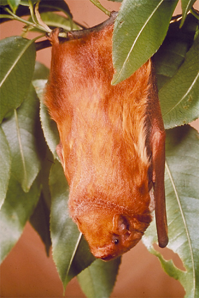 Wildlife Monitor: Notable Wildlife Sightings at White Memorial, 10/24 ...