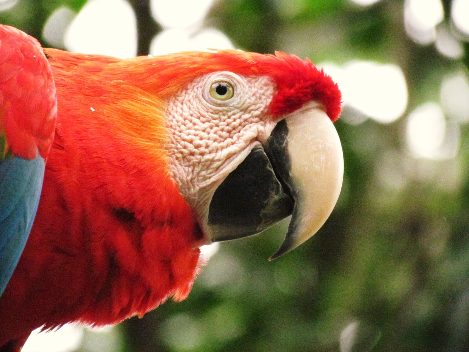 Tambopata Homestays: Collpas de loros y guacamayos
