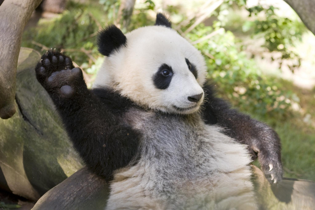 ANIMALS WALLPAPERS: panda cool facts, panda cool stuff ,china panda ...