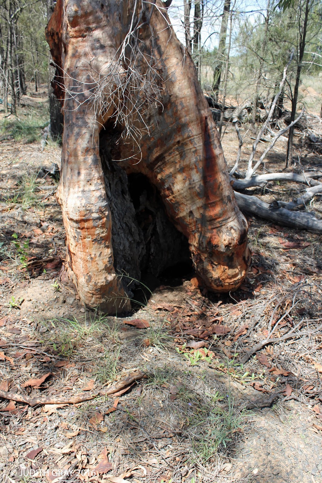 Sand Burrows of the Gould's Goanna