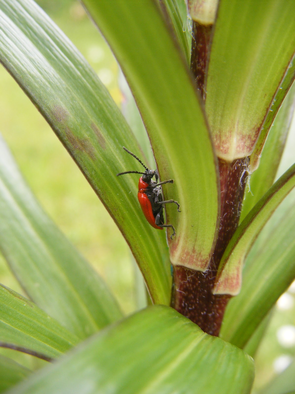 21stcenturynaturalist: Return of the Lily Beetle