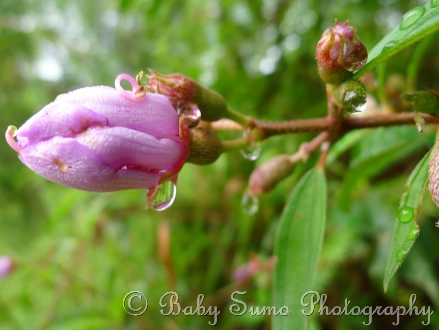 Baby Sumo Photography: Bunga senduduk ungu (kuduk-kuduk) - KL, Malaysia