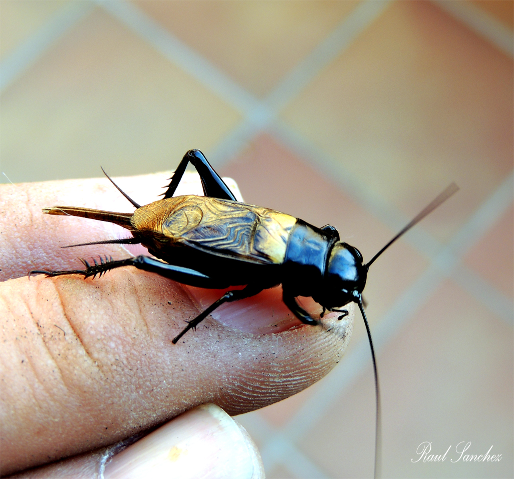 Naturaleza Viva : El Grillo gríllidos (Gryllidae)