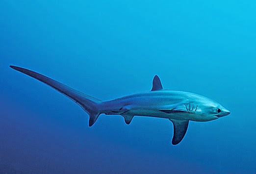 Bearing the Bering: Thresher Sharks in Southern California!