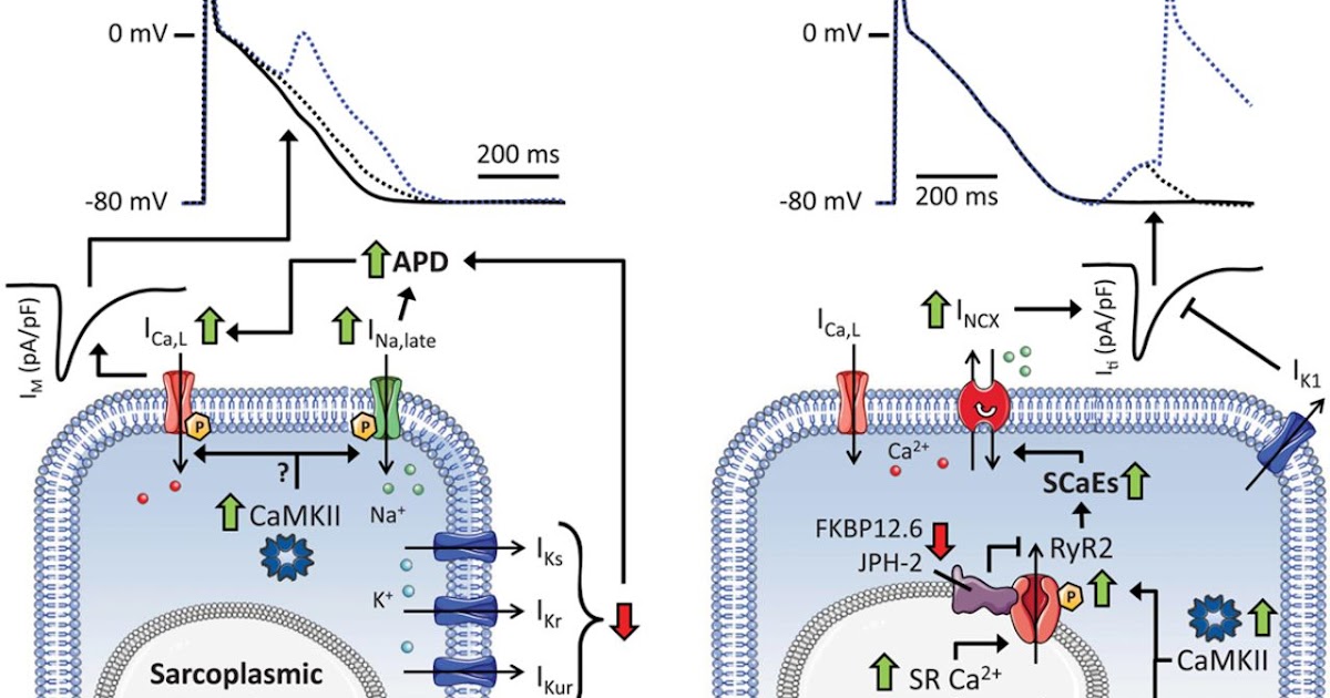 Dr Han Naung @ Henry Han : Electrophysiology and Heart Rhythm ...
