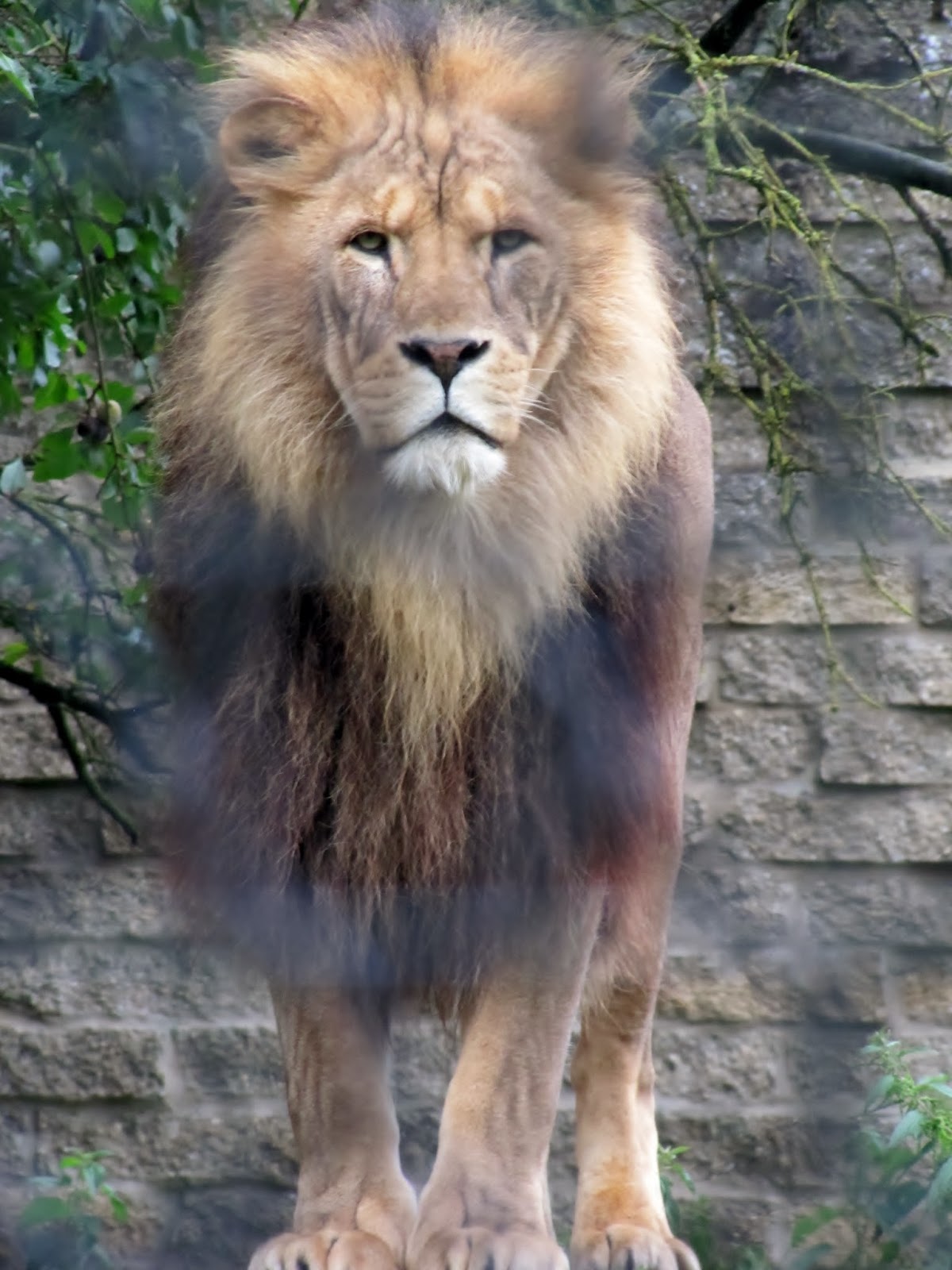 Safina Lion Project: THE LION