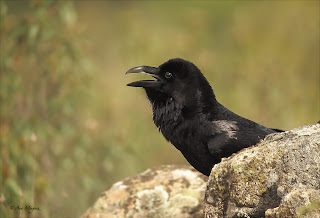 NATURANAFOTOS: Cuervo