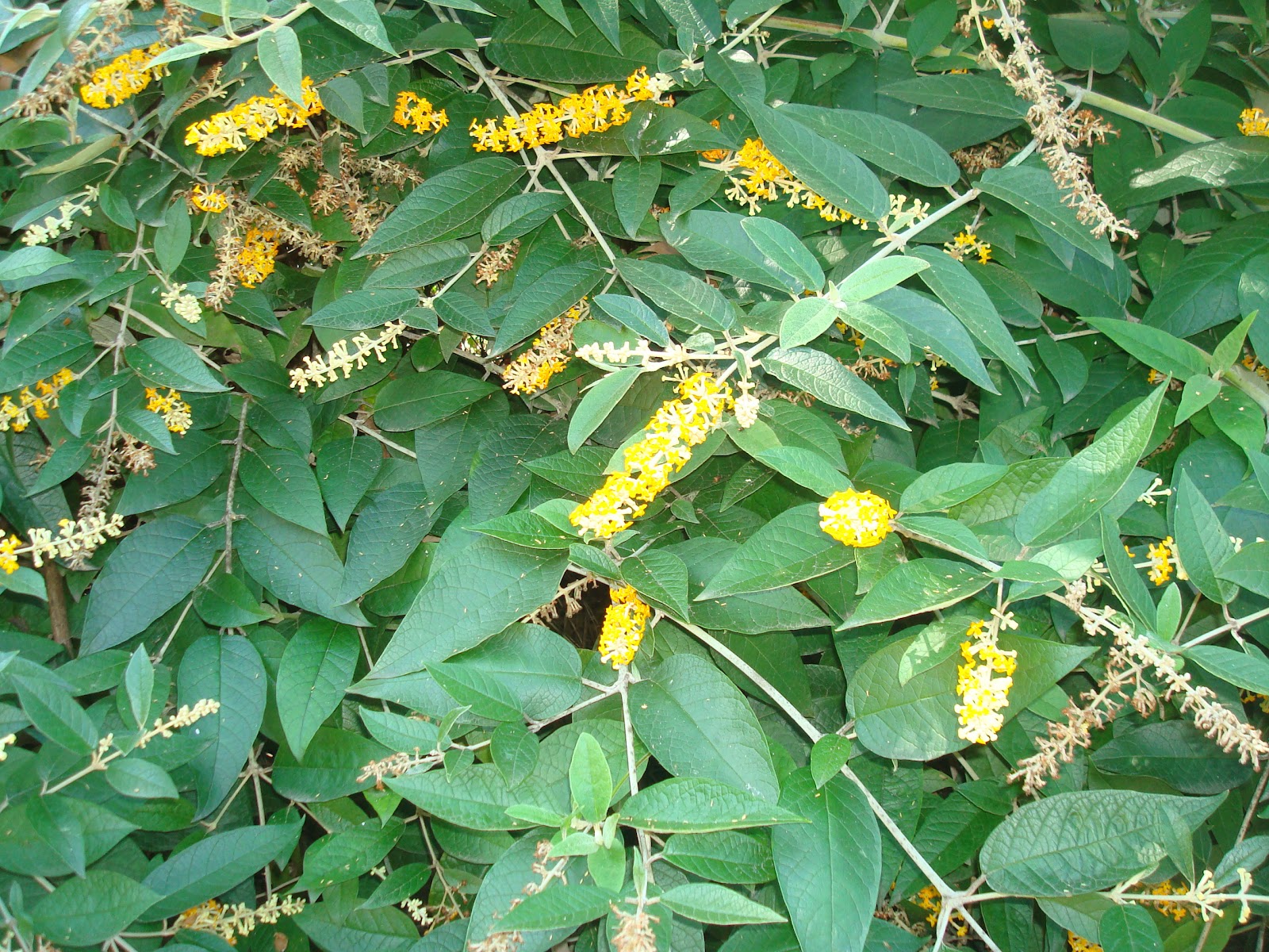 arbustosensevilla-encinarosa: Buddleja, el arbusto de las mariposas