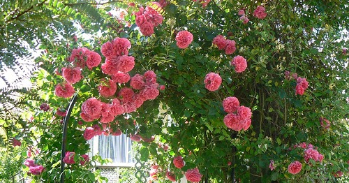 Sarmaşık gülü (rosa rampicanti) Sarılıcı ve Tırmanıcı bitkiler ...