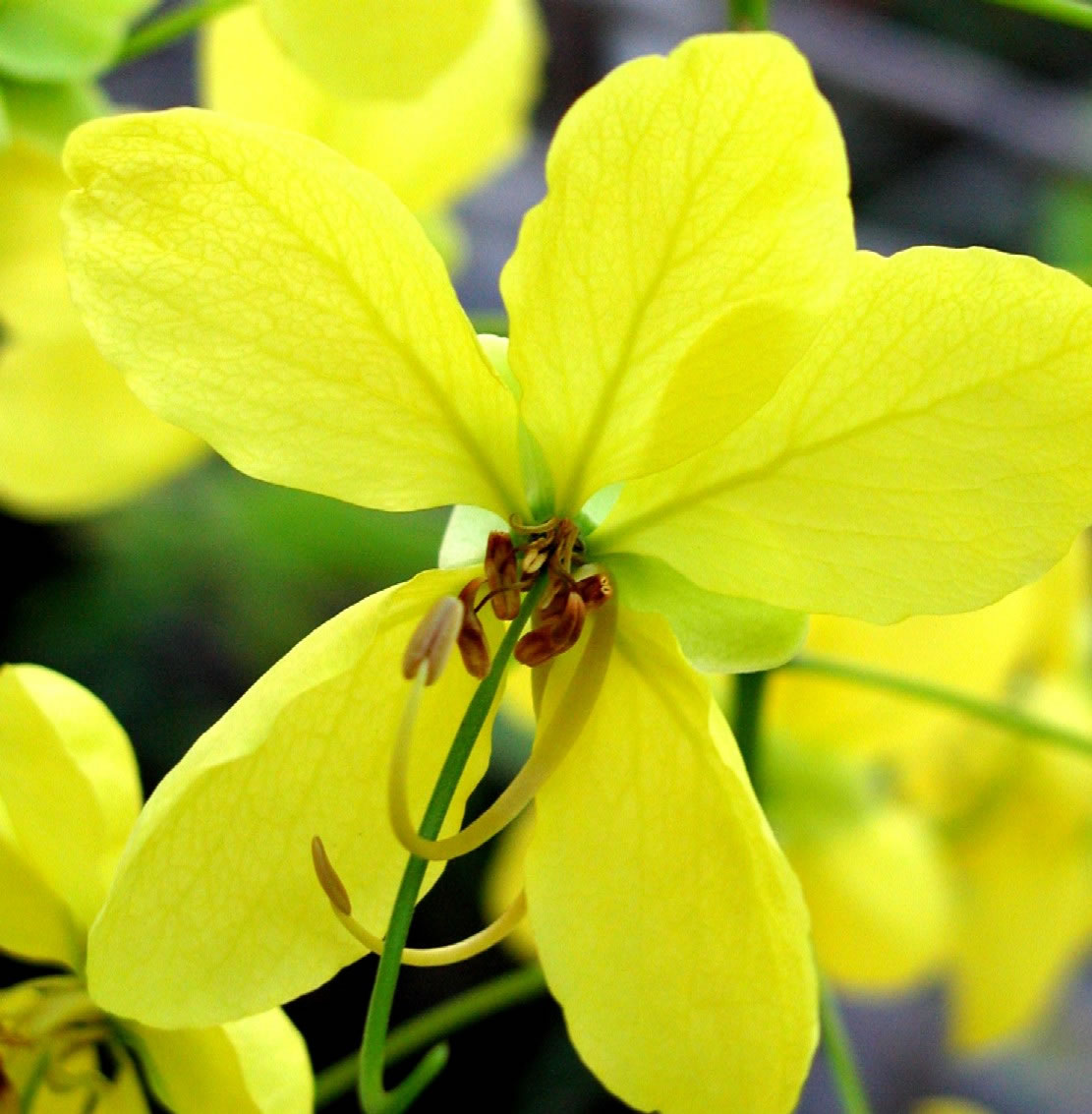 Chuva-de-ouro, Canafístula, Cássia-fístula, Cássia-imperial