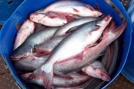 Blog FUAD - Informasi Dikongsi Bersama: 12 Fish You Shouldn't Eat (In US)