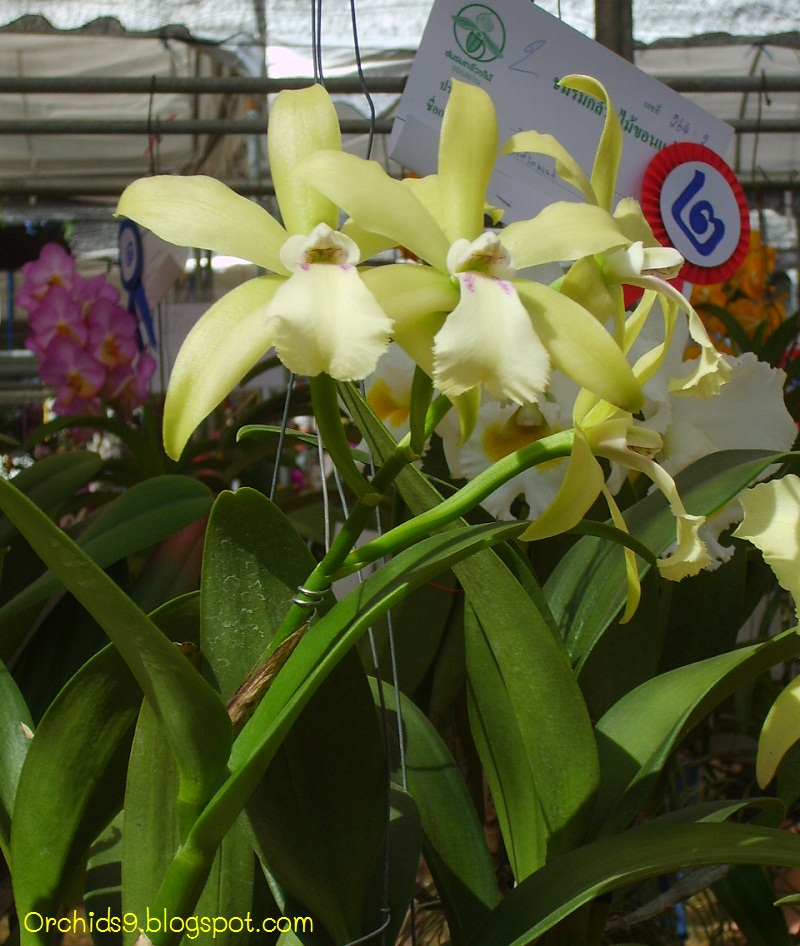 Orchids Flowers Pictures Bulbophyllum Vanda Cattleya Cymbidium ...