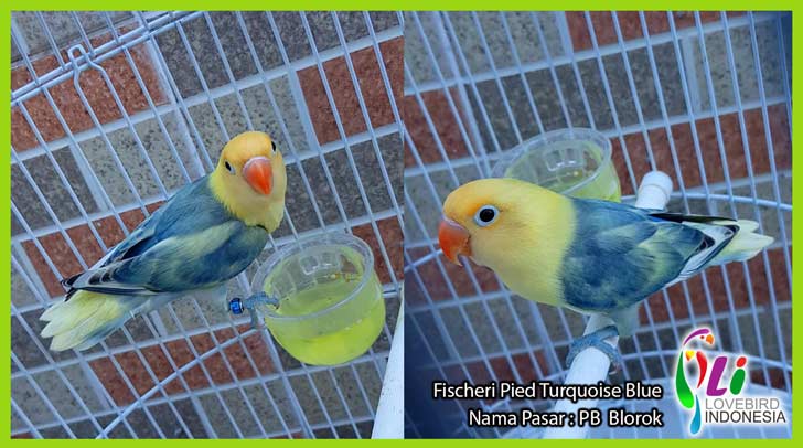 Lovebird Parblue (FC Turquoise Blue) Jenis & Gambar Parblue