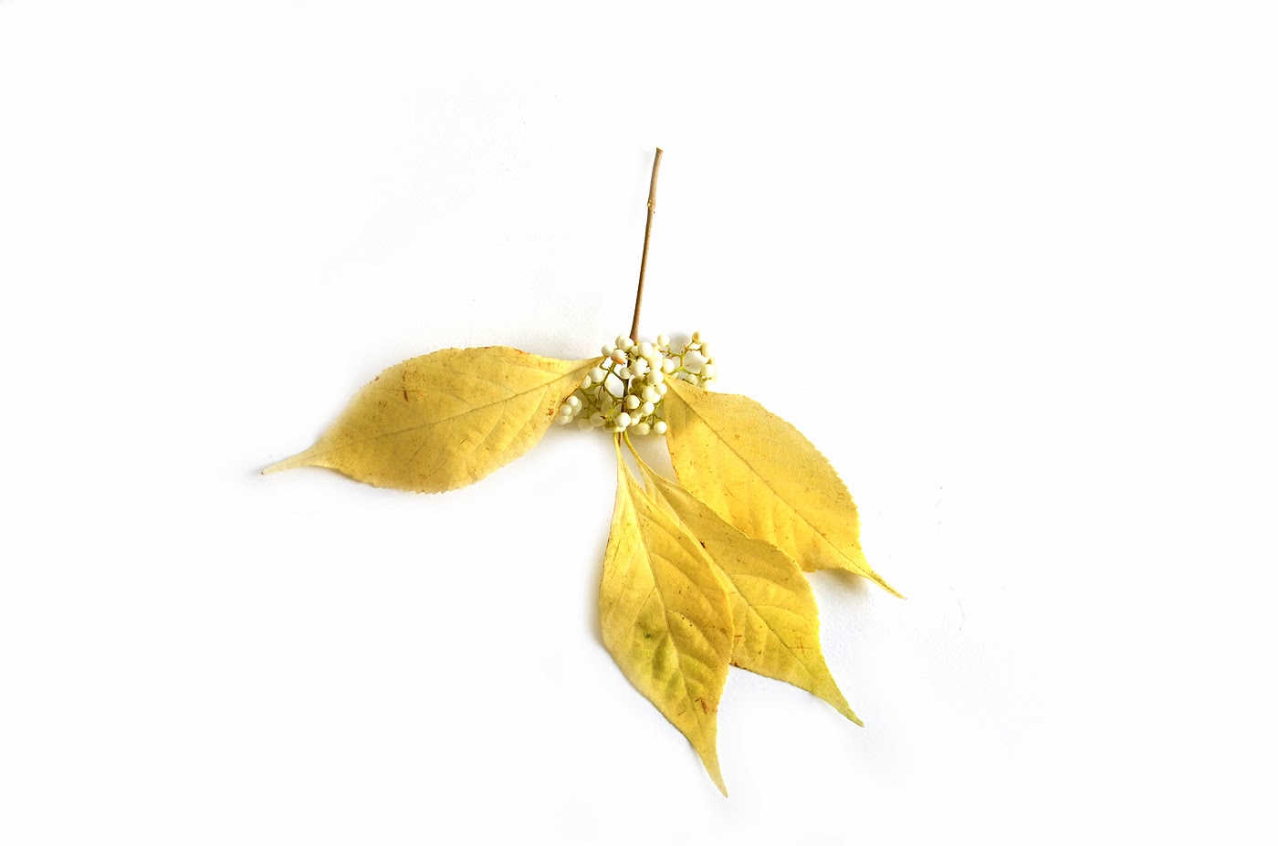 vindsels: witte bessen