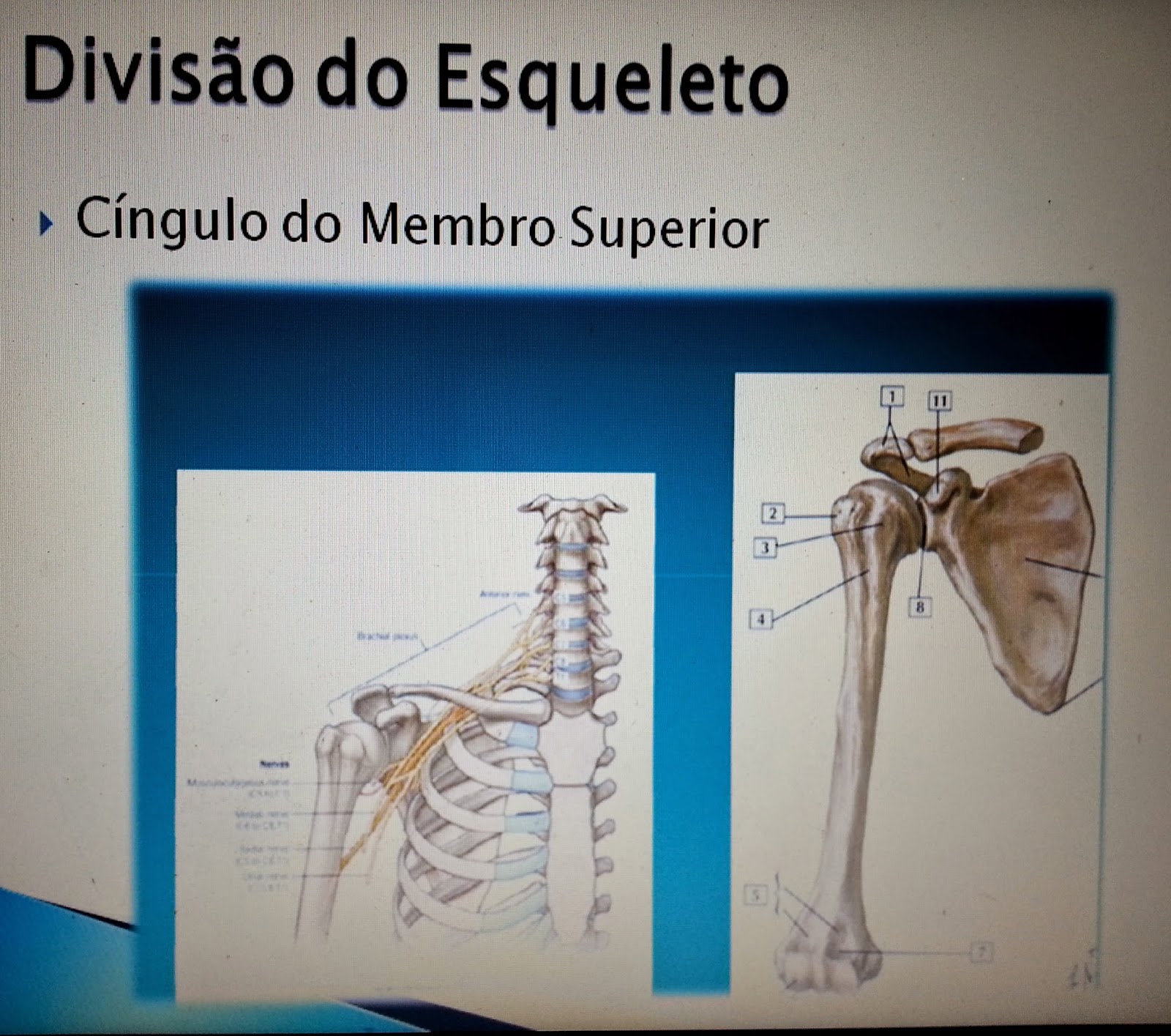 Sigla De Membros Superiores - RETOEDU