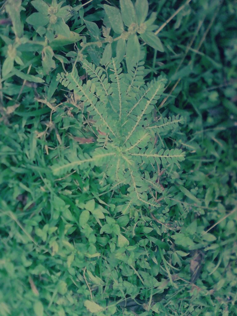 Gambar Daun Meniran Terlengkap | Kumpulan Gambar