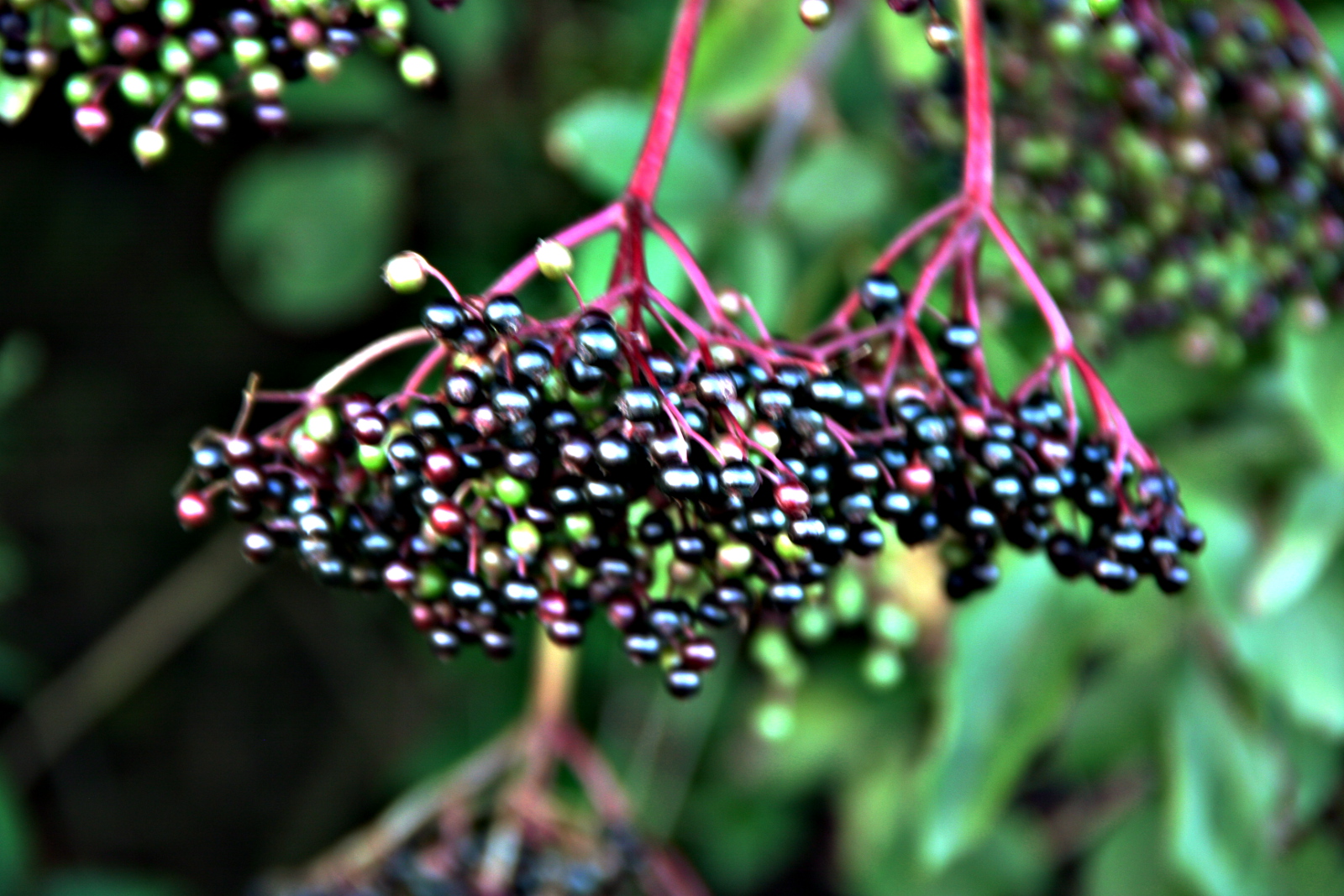 Bez czarny - czarny bez