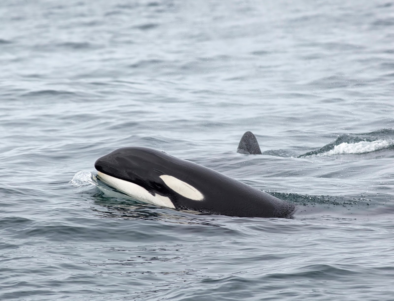Debi Shearwater's Journeys: TRIP REPORT: MARCH 21, 2014 MONTEREY BAY ...