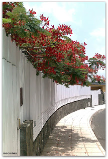 la estera de Macorina: los flamboyanes han florecido
