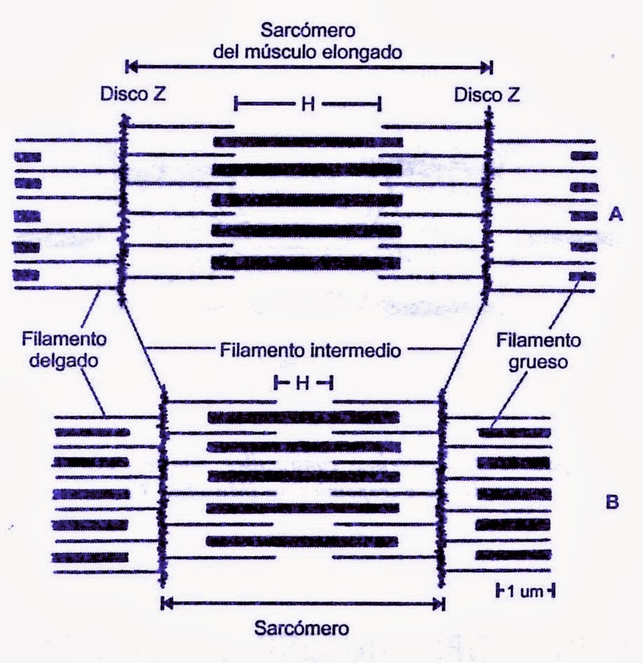 Fisiología del proceso contráctil del músculo esquelético