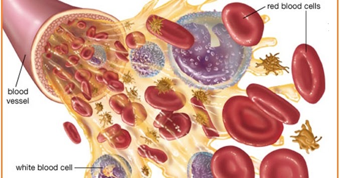 Bagian - Bagian Darah | Suka Belajar