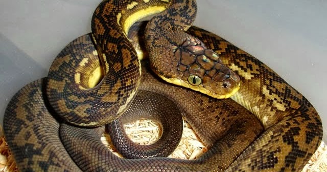 Mengenal dan Menghandle Ular Sanca (Python): Pengertian sanca kembang ...