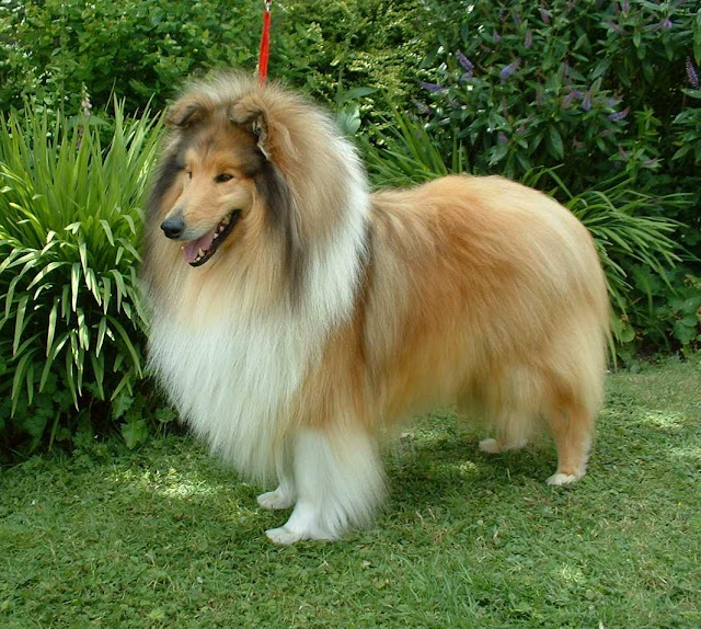 Collie | The Life of Animals