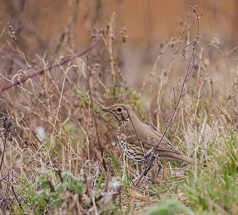 I'll think of something later: Snowstories