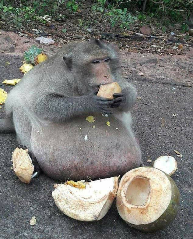A fat monkey in the Thai capital ~ tofsday