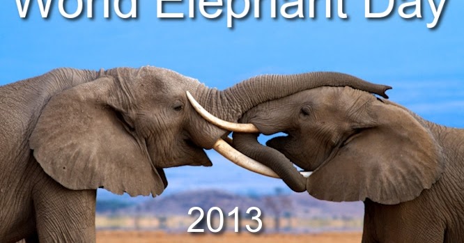 White Wolf : Happy World Elephant Day - August 12th, 2013