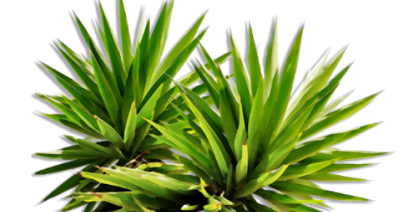 ® Imágenes y Gifs Animados ®: IMÁGENES DE ARBUSTOS