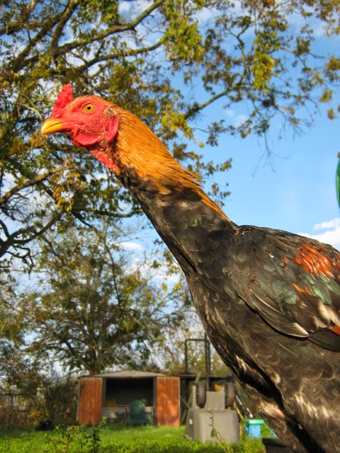 Saipan Jungle Fowl
