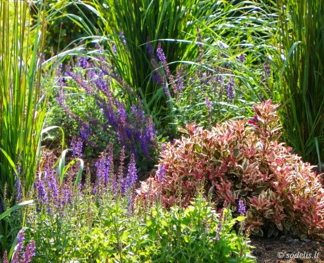 sodelis.lt: Reprezentacinės zonos gėlynas