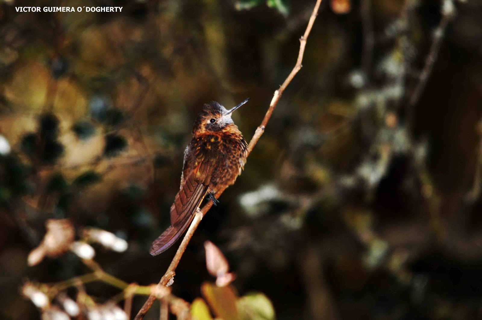 Mis imágenes de aves: FOTOS DEL COLIBRI COBRIZO